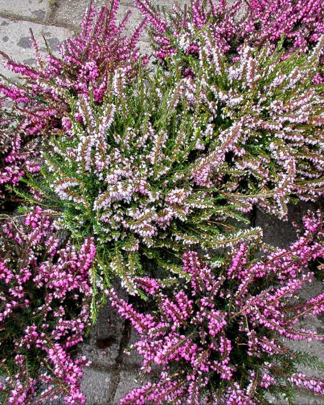 Lyng – Butikk og Hagesenter - Horpestad Plantesalg