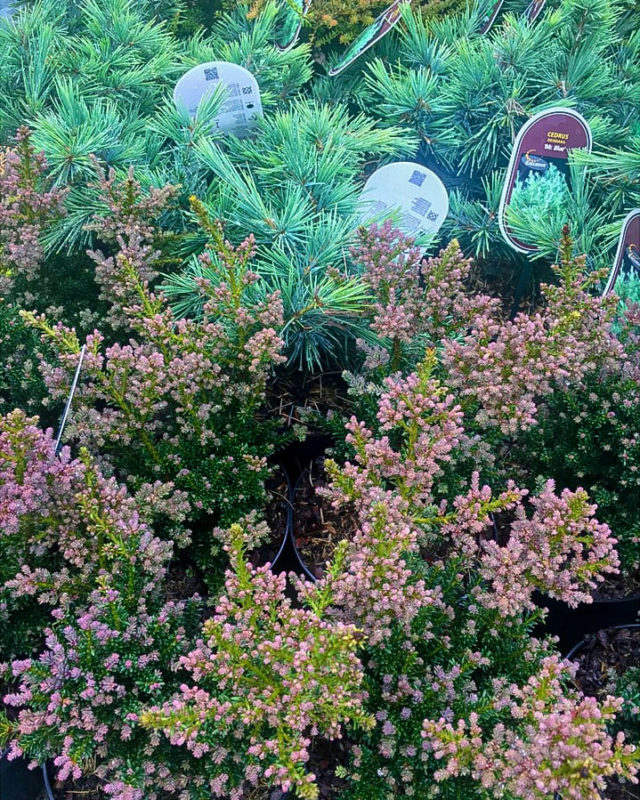 Podocarpus alpinus 'Red tip' – Butikk og Hagesenter - Horpestad Plantesalg