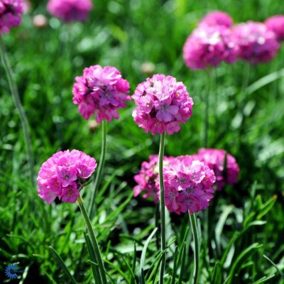 Armeria Maritima "Splendens" Strandnellik – Butikk og Hagesenter ...