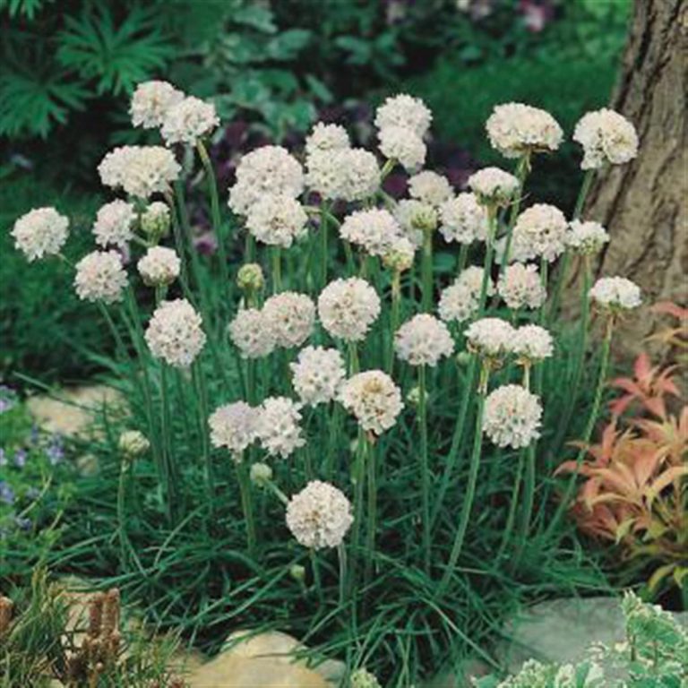 Armeria Maritima "White" Strandnellik – Butikk og Hagesenter ...