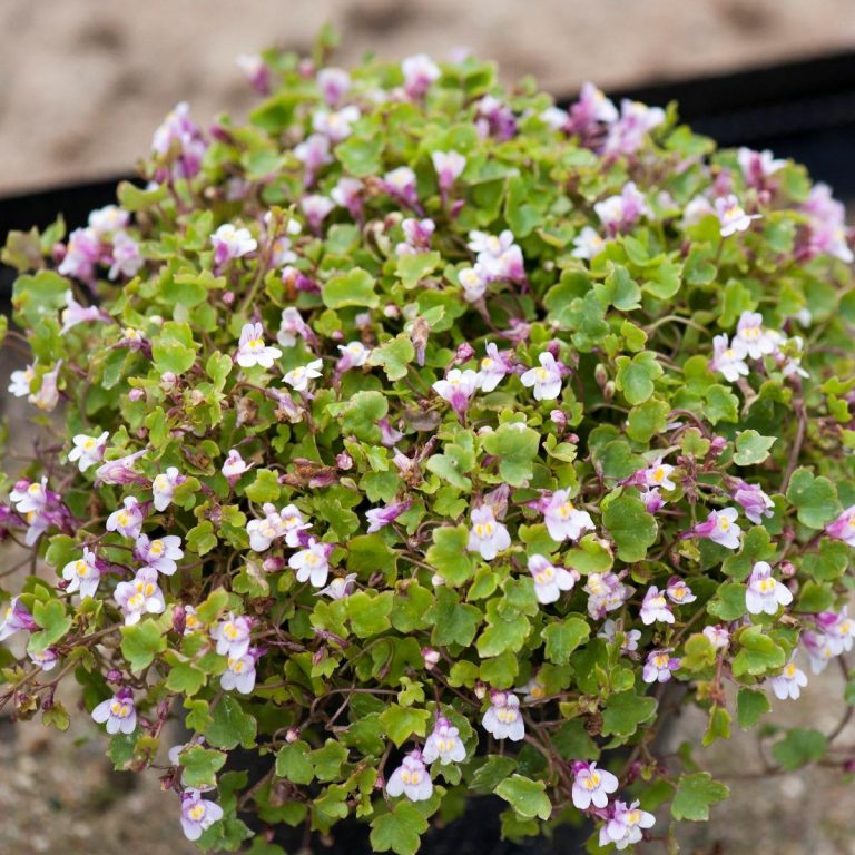 Armeria Maritima "White" Strandnellik – Butikk og Hagesenter ...