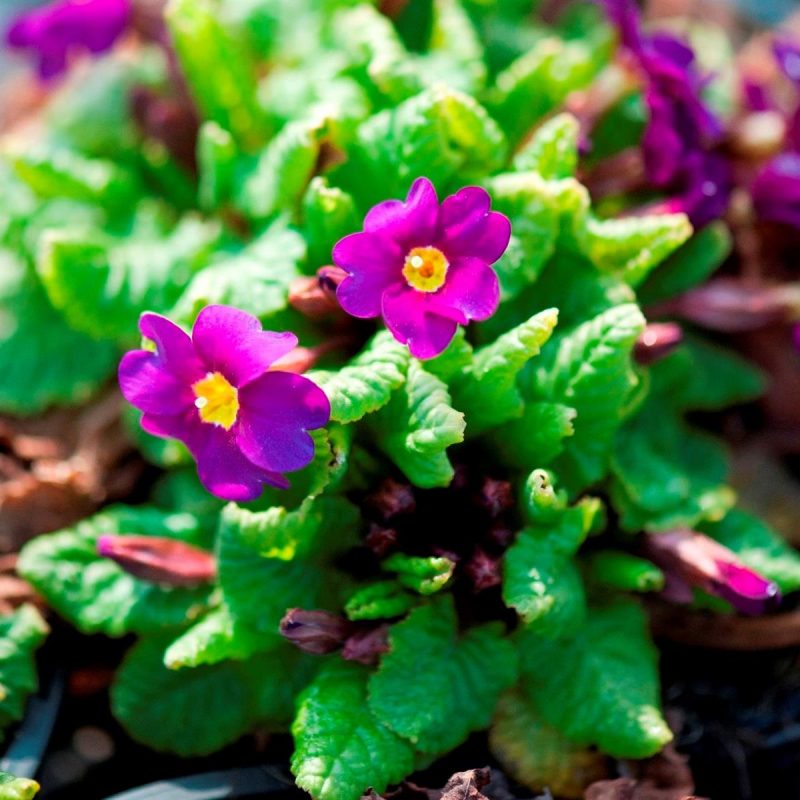 Primula Juliae "Wanda" Nøkleblom – Butikk og Hagesenter - Horpestad ...