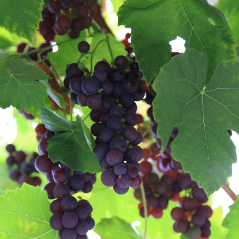 Vitis "Muscat Bleu" Blå Vindrue – Butikk og Hagesenter - Horpestad ...