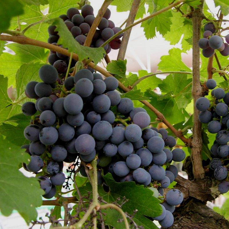 Vitis "Zilga" Blå Vindrue – Butikk og Hagesenter - Horpestad Plantesalg