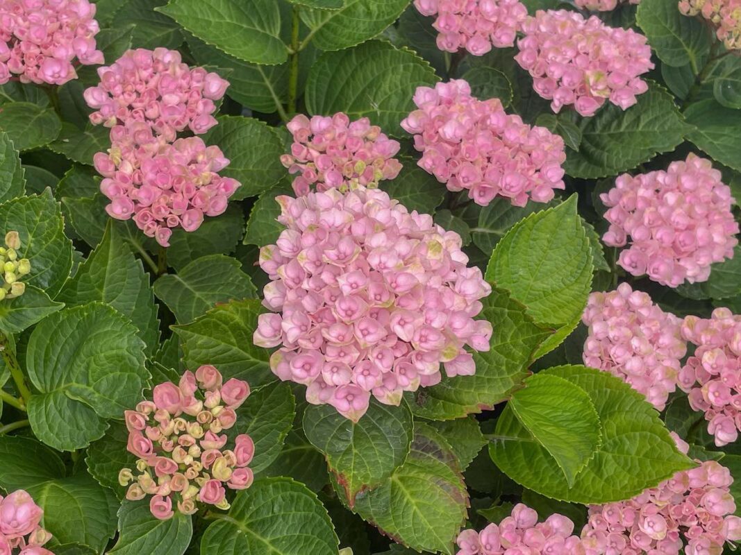 Hortensia - Hydrangea mac. ´Magical Revolution´ – Butikk og Hagesenter ...