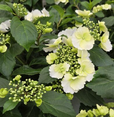 Hortensia 'Runaway bride' – Butikk og Hagesenter - Horpestad Plantesalg